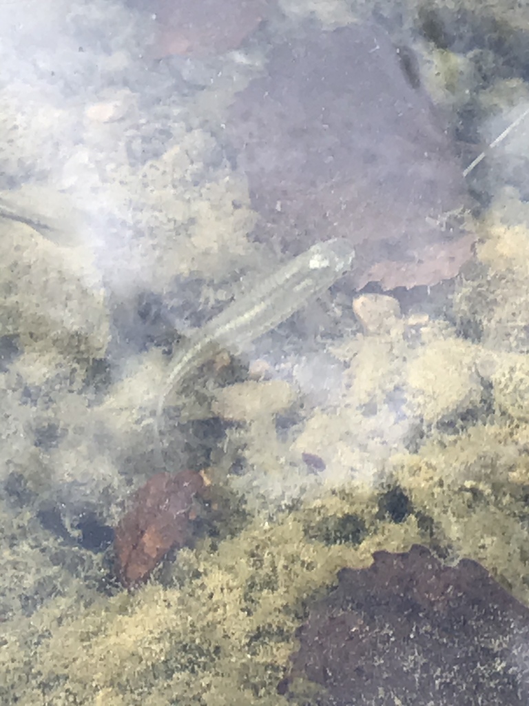 Blackstripe Topminnow from Huron River, Ann Arbor, MI, US on August 29 ...