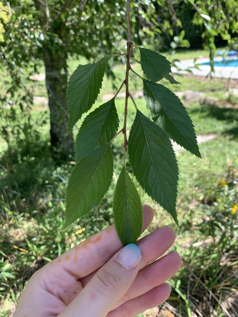 plums, cherries, and allies from Hampton Rd, Pomfret Center, CT, US on ...
