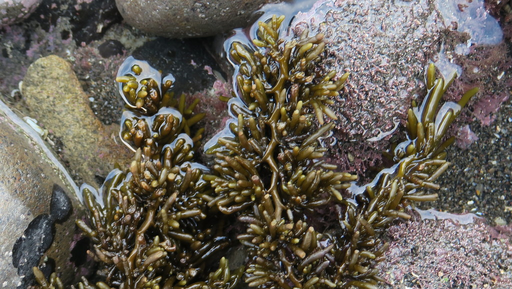 Zig-zag seaweed from Taranaki 4310, New Zealand on July 24, 2017 at 04: ...