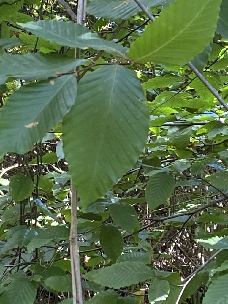 American beech in August 2020 by Robert Levy · iNaturalist