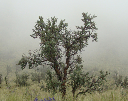 Polylepis subtusalbida · iNaturalist