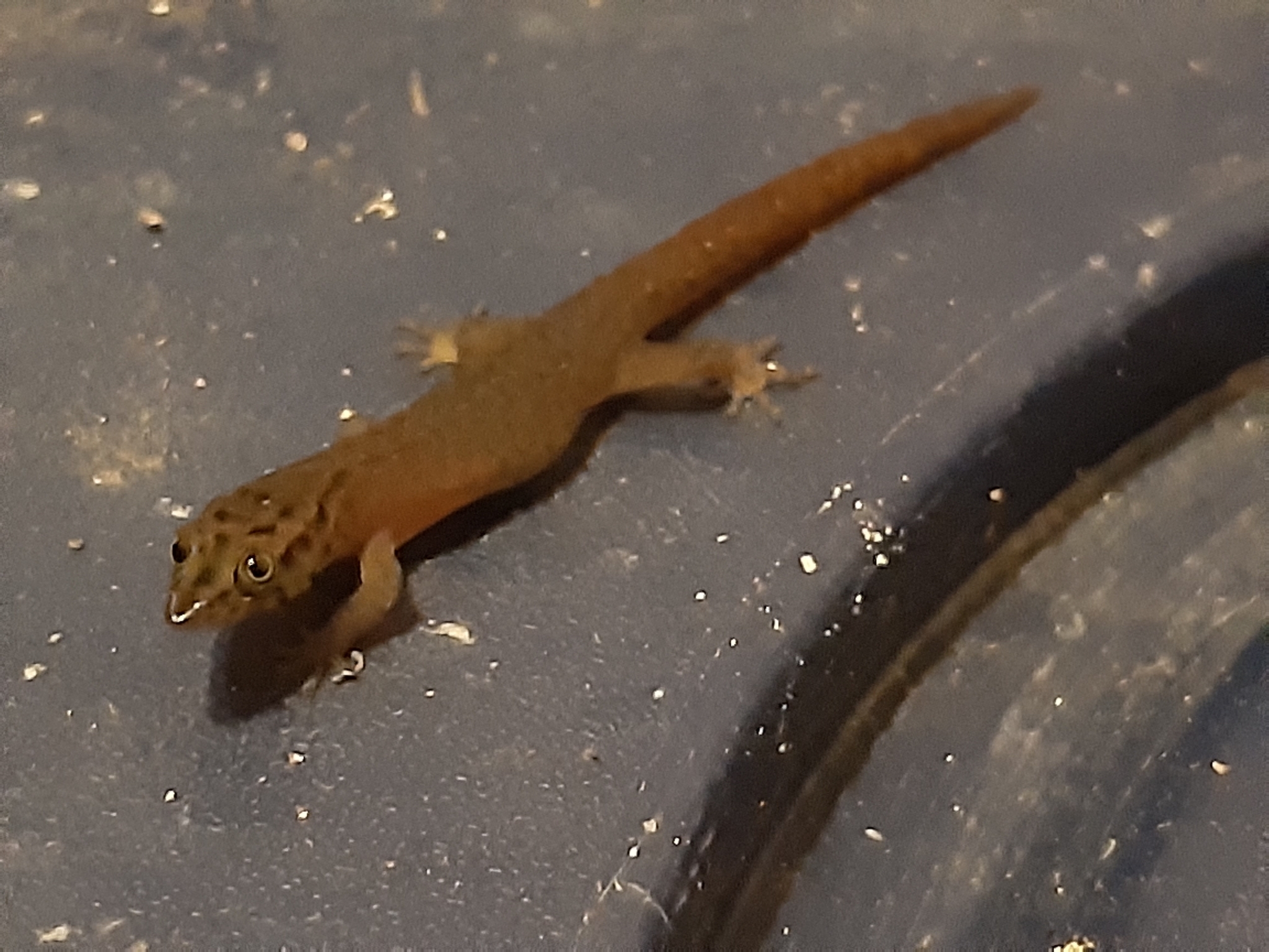 Sphaerodactylus fantasticus Duméril & Bibron, 1836