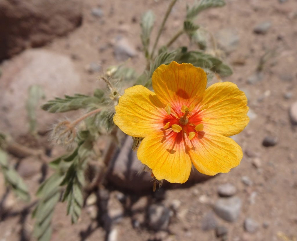 Arizona poppy from Cochise County, AZ, USA on August 29, 2020 at 12:36 ...