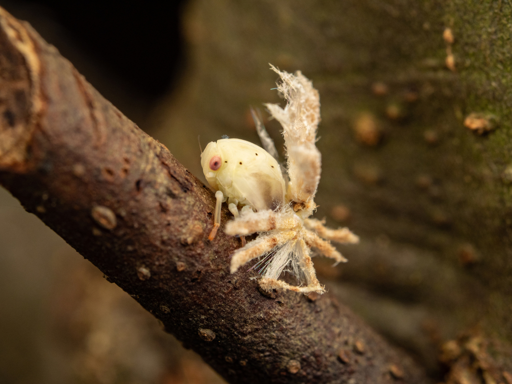 Orosanga japonicus from 日本、熊本県熊本市北区 on August 30, 2020 at 09:16 PM by ...