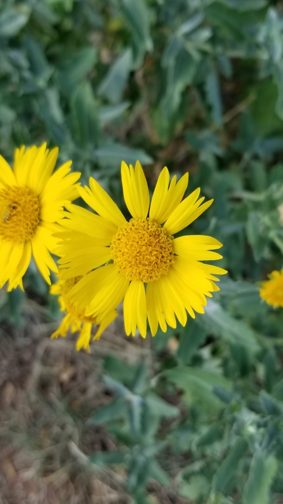 cowpen daisy from Butler, OK 73625, USA on August 29, 2020 at 05:36 PM ...