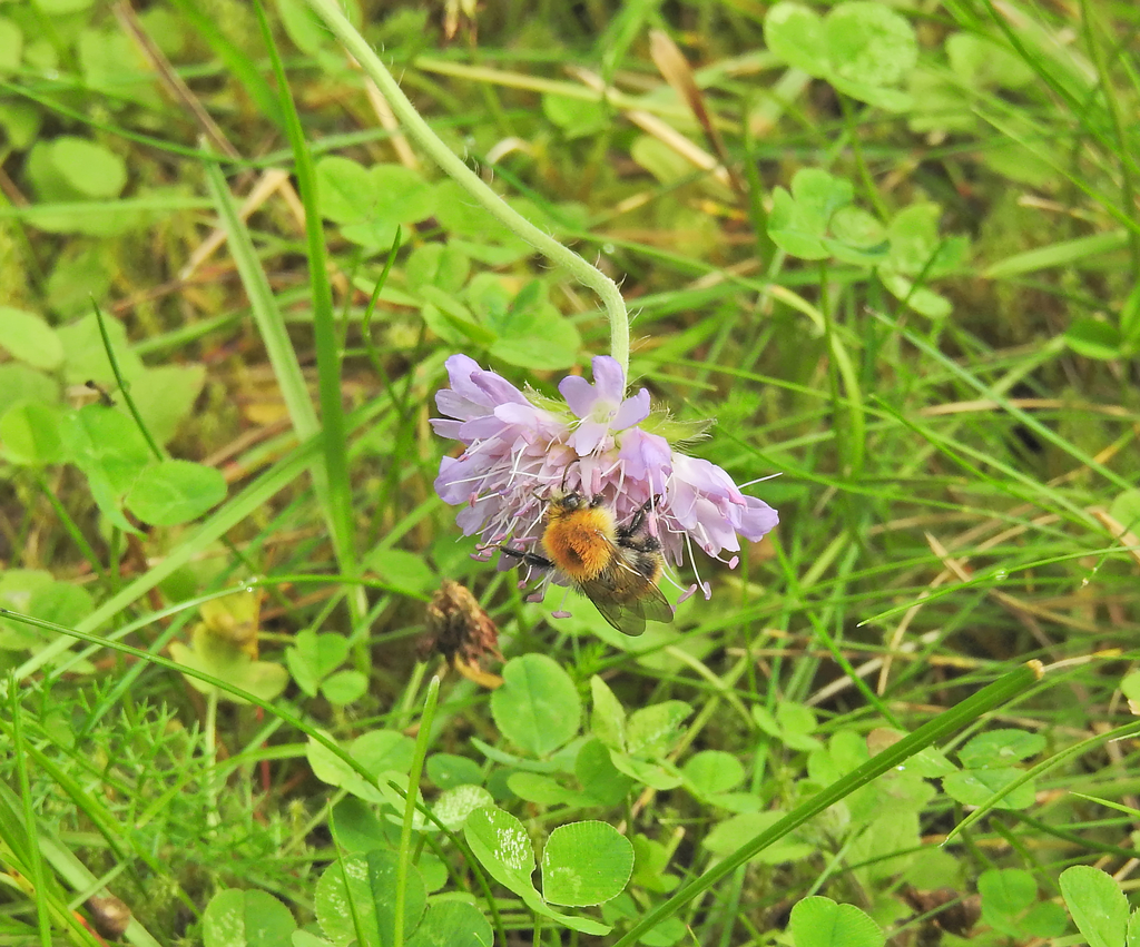 Common Carder Bumble Bee from Taevaskoja, Põlva County, Estonia on ...