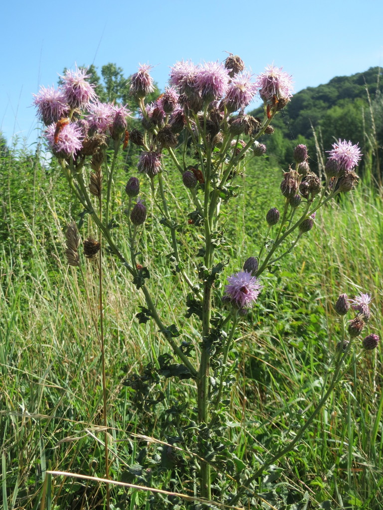 Canada Thistle (Black Hills Invasive Plant Guide) · iNaturalist