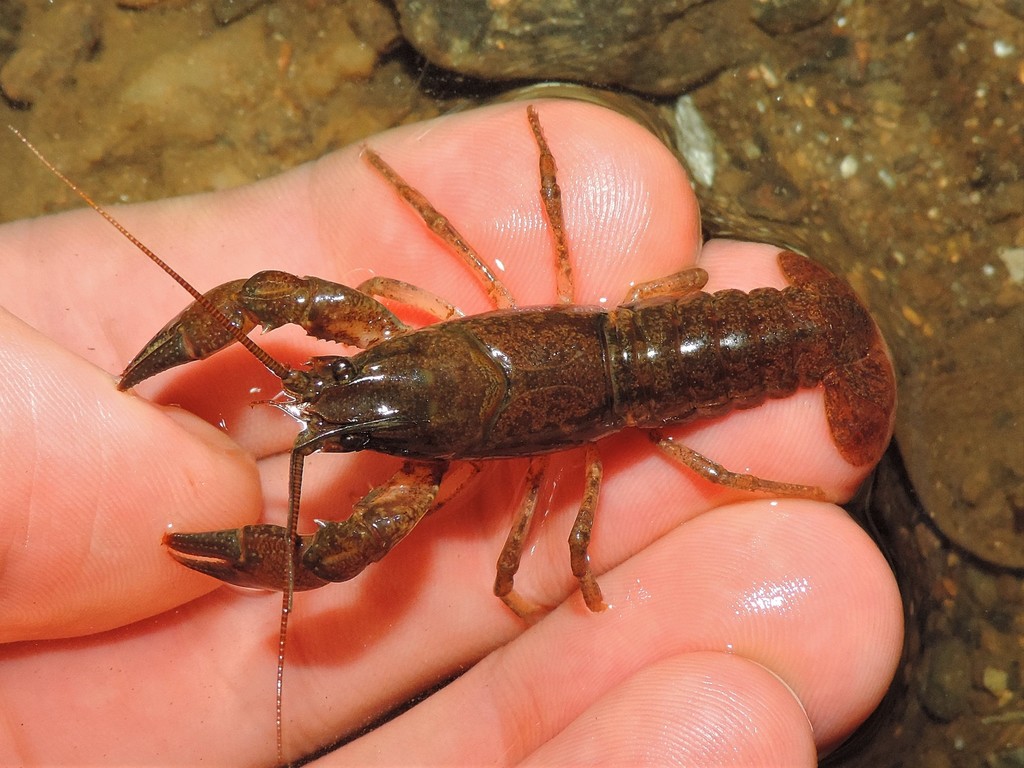 Eastern Crayfish from Audrey Carroll Audubon Sanctuary on August 30 ...