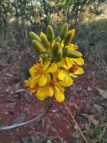 Ouratea floribunda · iNaturalist