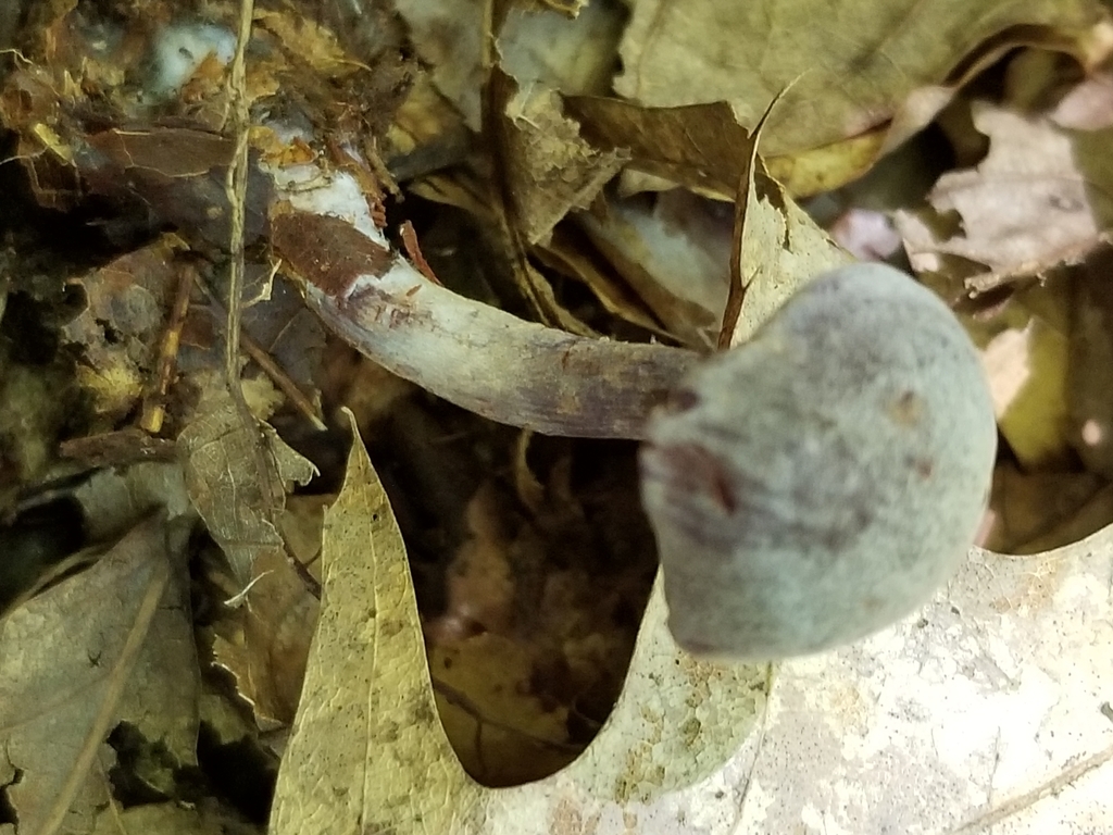 Viscid Violet Cort from Highland, MD 20777, USA on August 30, 2020 at ...