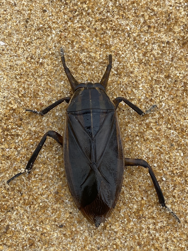 Great Waterbugs from San-pédro, Bas-Sassandra, CI on August 30, 2020 at ...