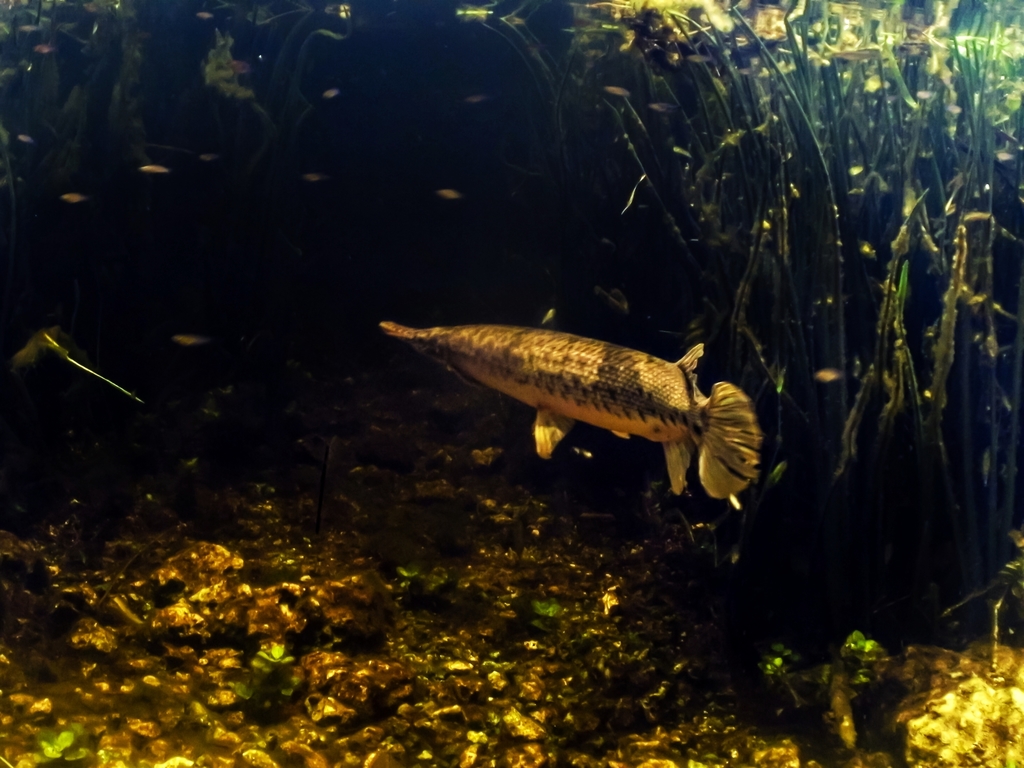Florida gar (California Academy of Sciences, Swamp Gallery ...