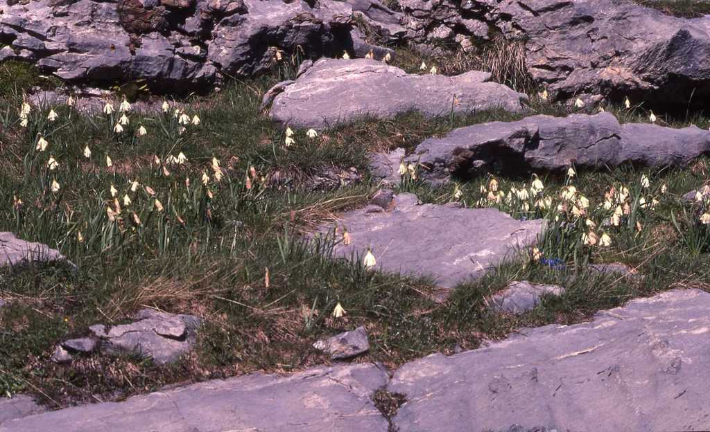 White Daffodil from Ordesa Valley, 22376, Huesca, Spain on June 7, 2000 ...