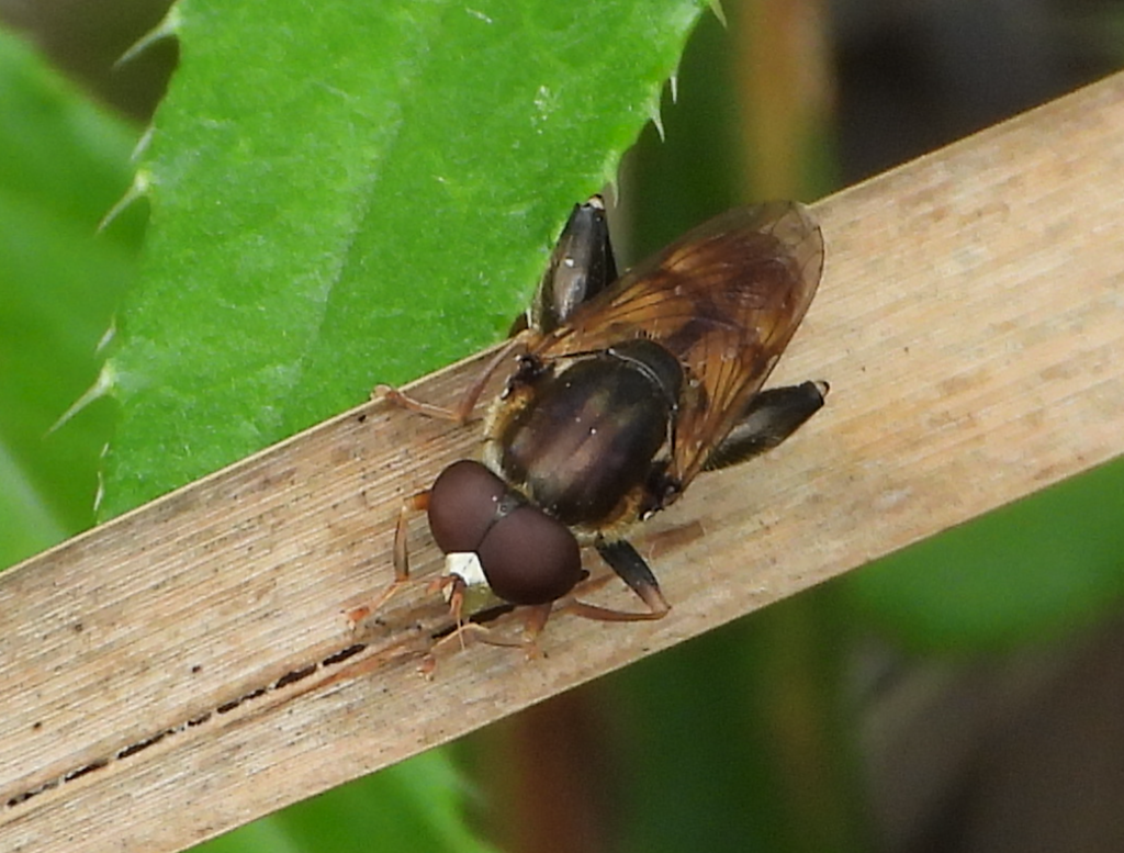Common Thick-leg Fly from Commerce Charter Twp, MI, USA on August 30 ...