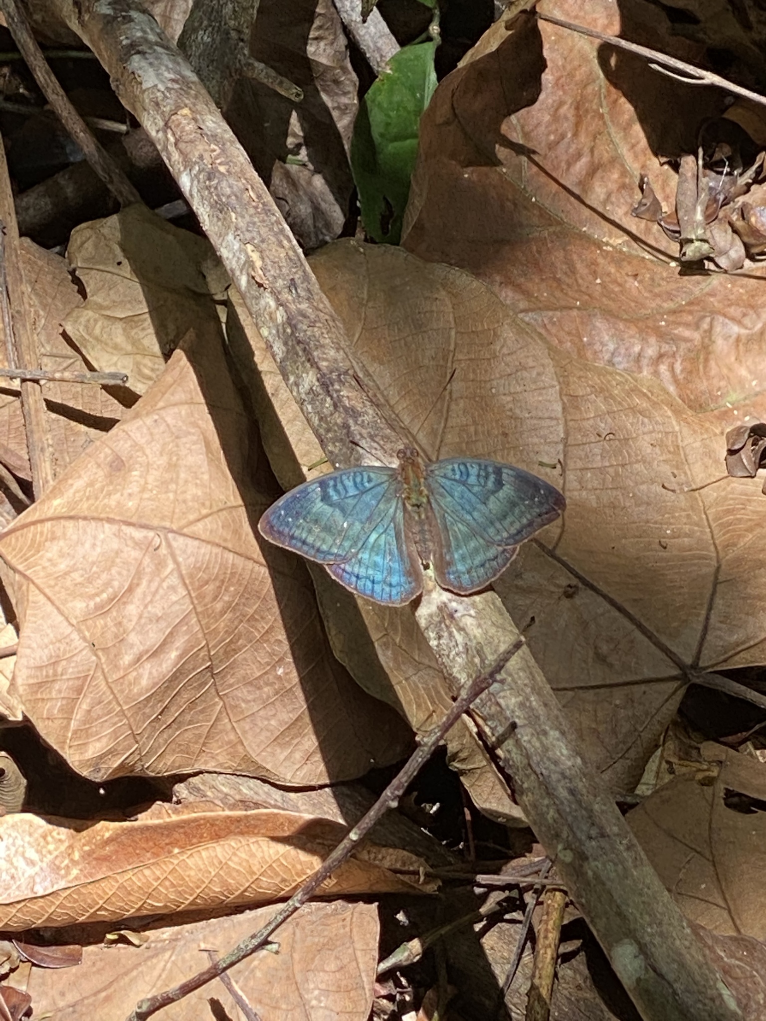 Euriphene Boisduval, 1847