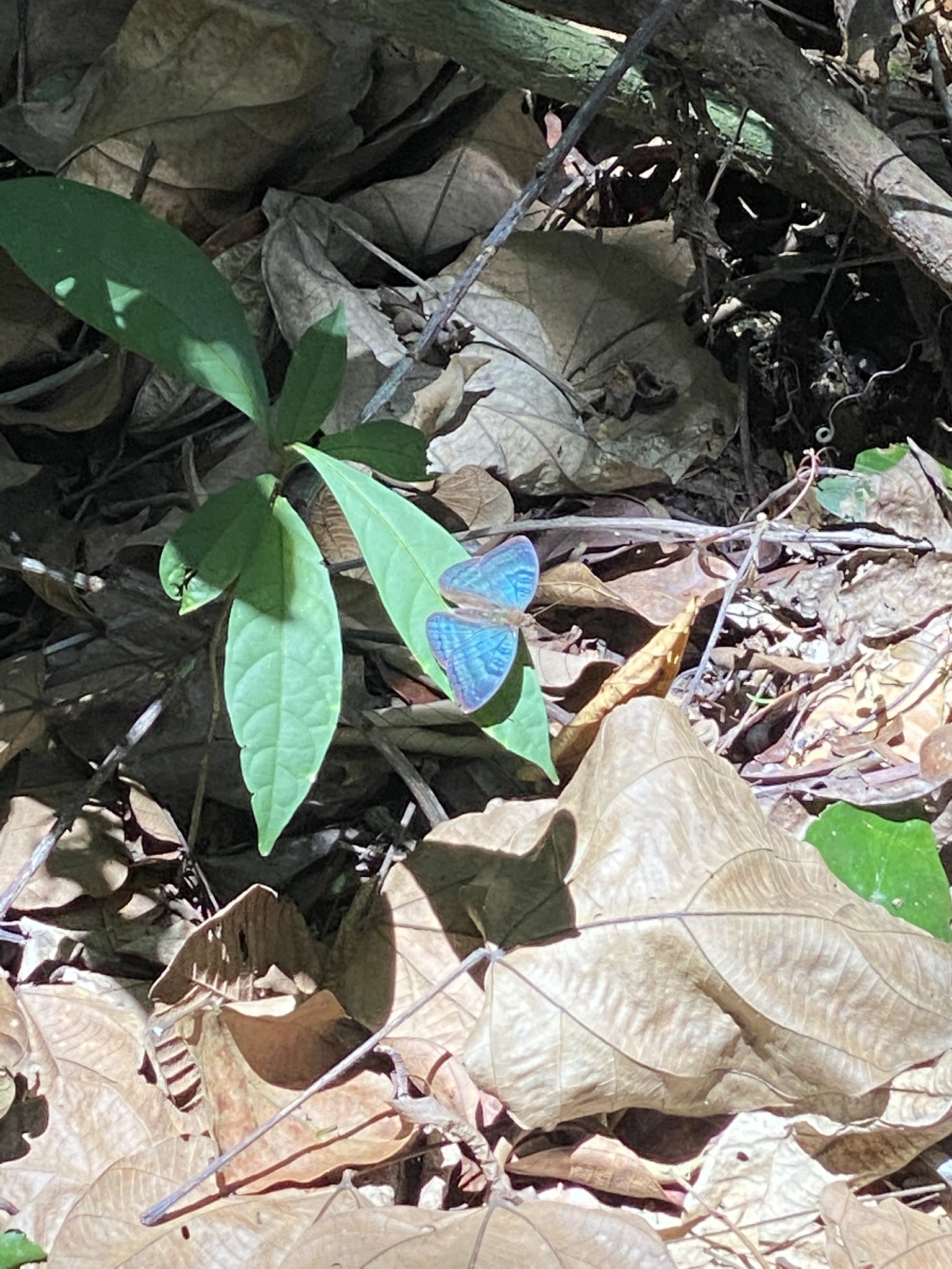 Euriphene Boisduval, 1847