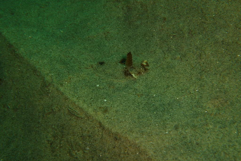 Fantail sole from La Jolla Sores - The Canyon, San Diego County, CA ...
