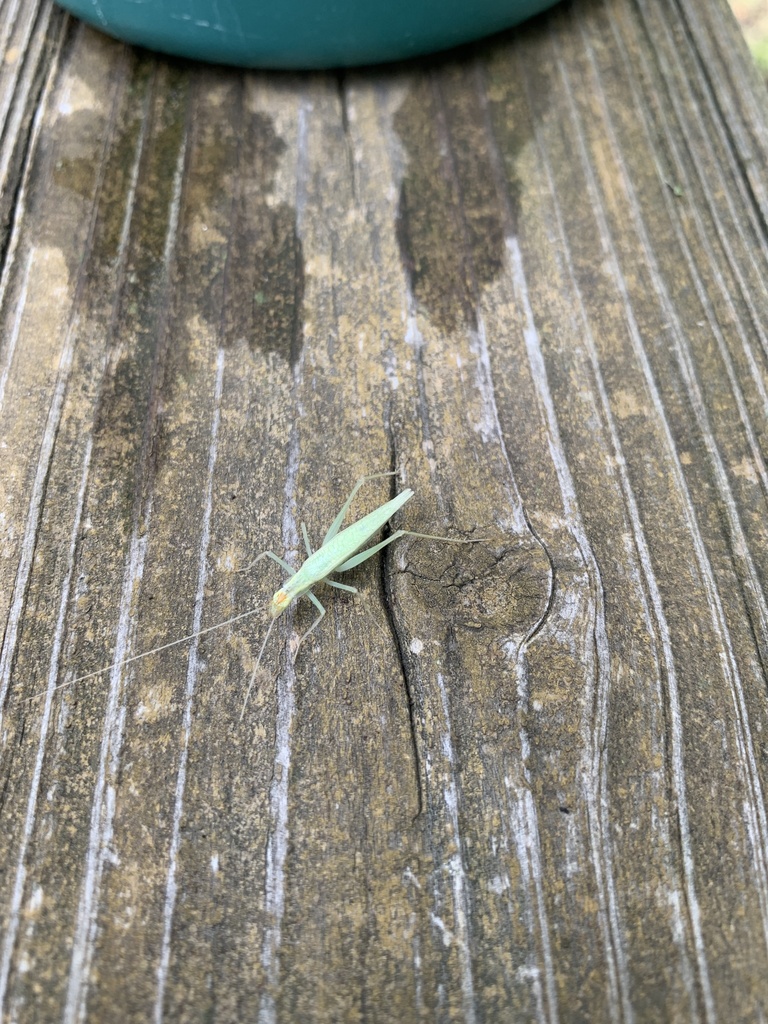 Common Tree Crickets from Baywood Dr S, Lawrence, IN, US on August 30 ...