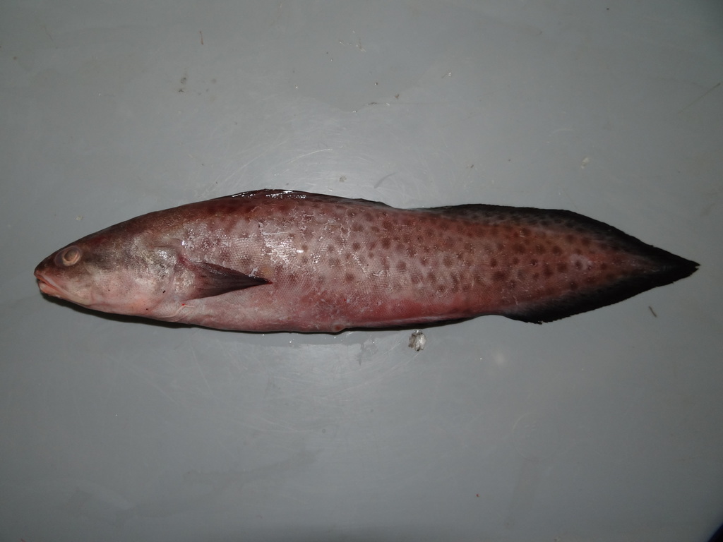 Pink bearded cusk-eel from Salinas, EC-SE, EC on August 30, 2013 at 03: ...