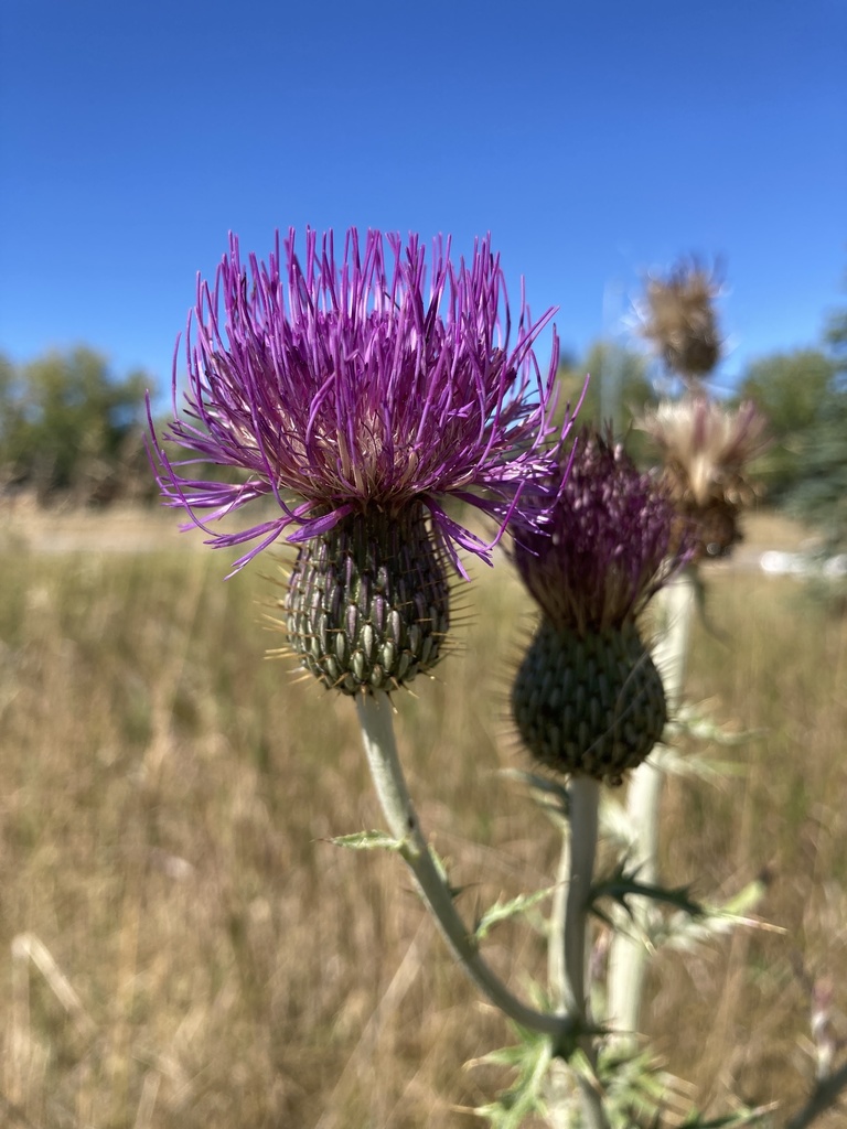 wavyleaf thistle from Fish Creek Provincial Park, Calgary, AB, CA on ...
