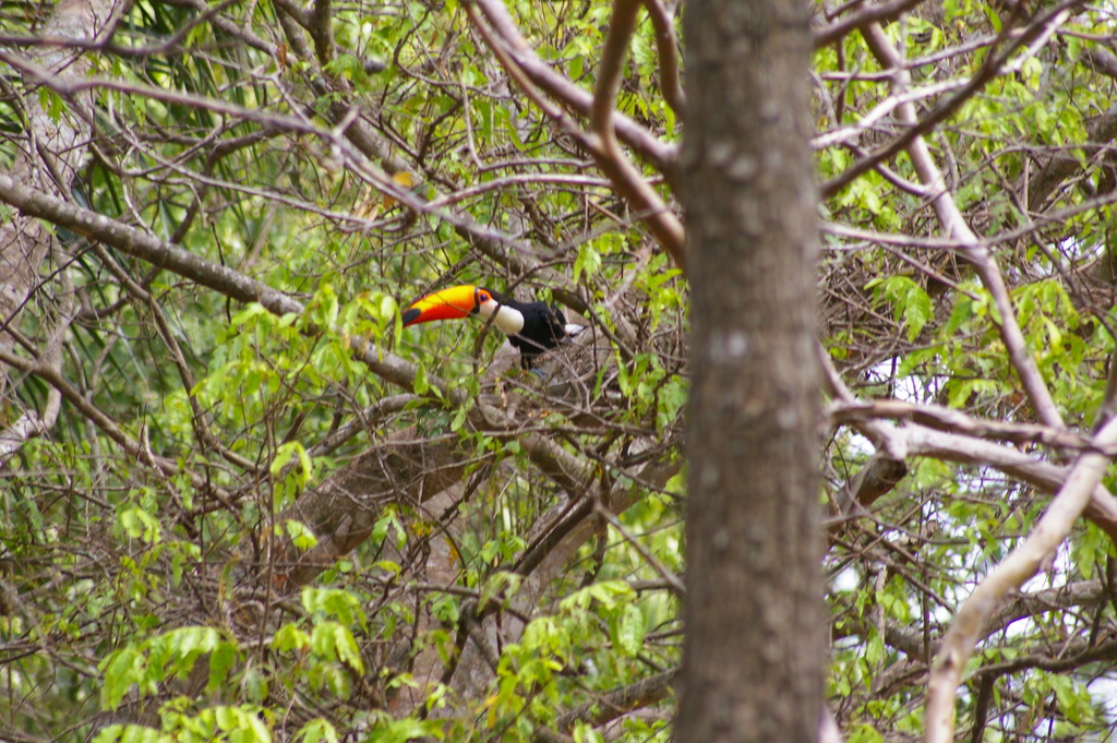 Toco Toucan from Santiago de Chiquitos, Bolivia on December 22, 2010 by ...
