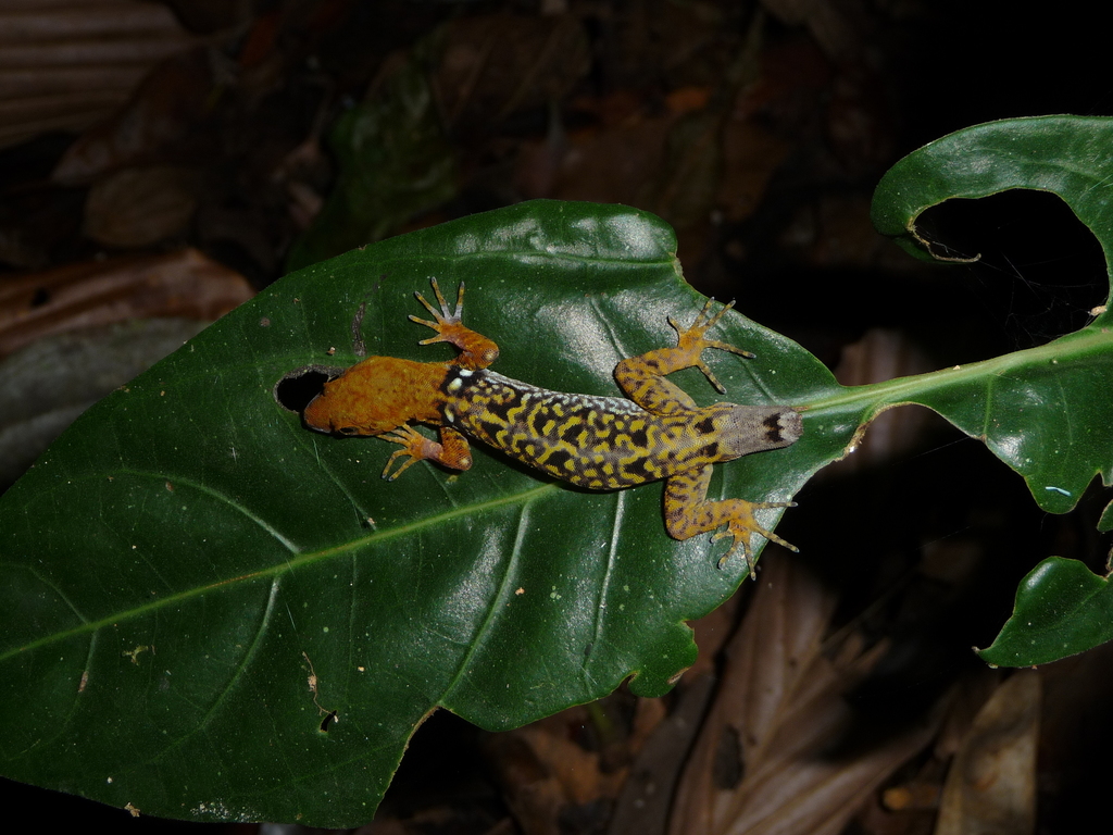 O'Shaughnessy's Gecko from Ahuano, Ecuador on December 3, 2008 at 10:32 ...