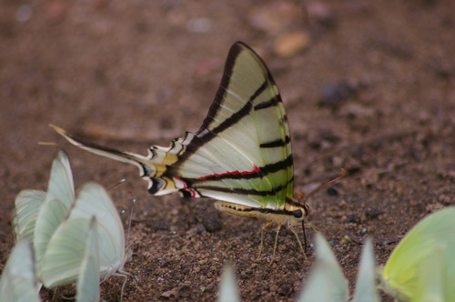 Rothschild's Swordtail (Protesilaus earis) · iNaturalist United Kingdom
