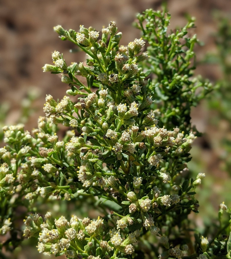 Baccharis pilularis ssp. consanguinea (CNLM San Diego Plants) · iNaturalist