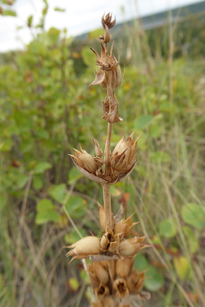 Wax-leaf Beardtongue from Bowmont Park Waterfall Valley, Calgary, AB ...