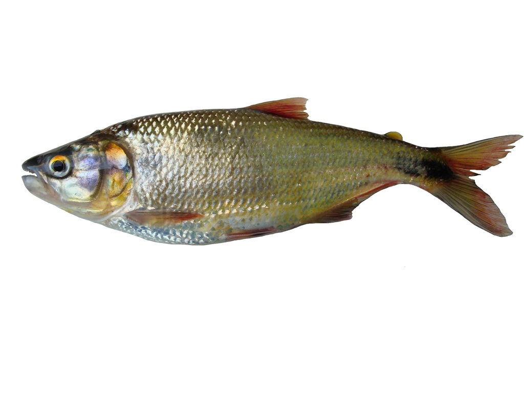 Cascafe Brycon (Brycon atrocaudatus) - Marine Life Identification