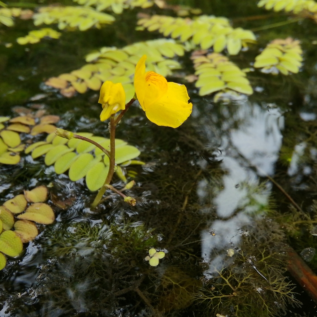 Greater Bladderwort (ADIRONDACK RESEARCH GUIDEBOOK) · iNaturalist