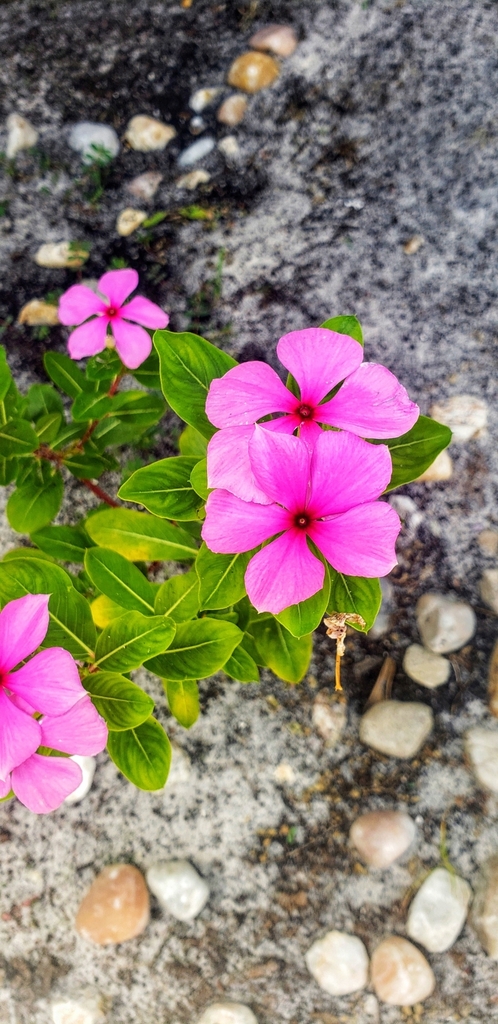 Madagascar Periwinkle from University, FL, USA on August 25, 2020 at 02 ...
