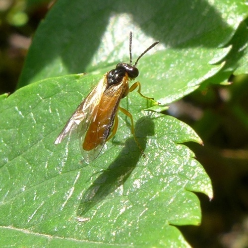 Arge rosae · iNaturalist