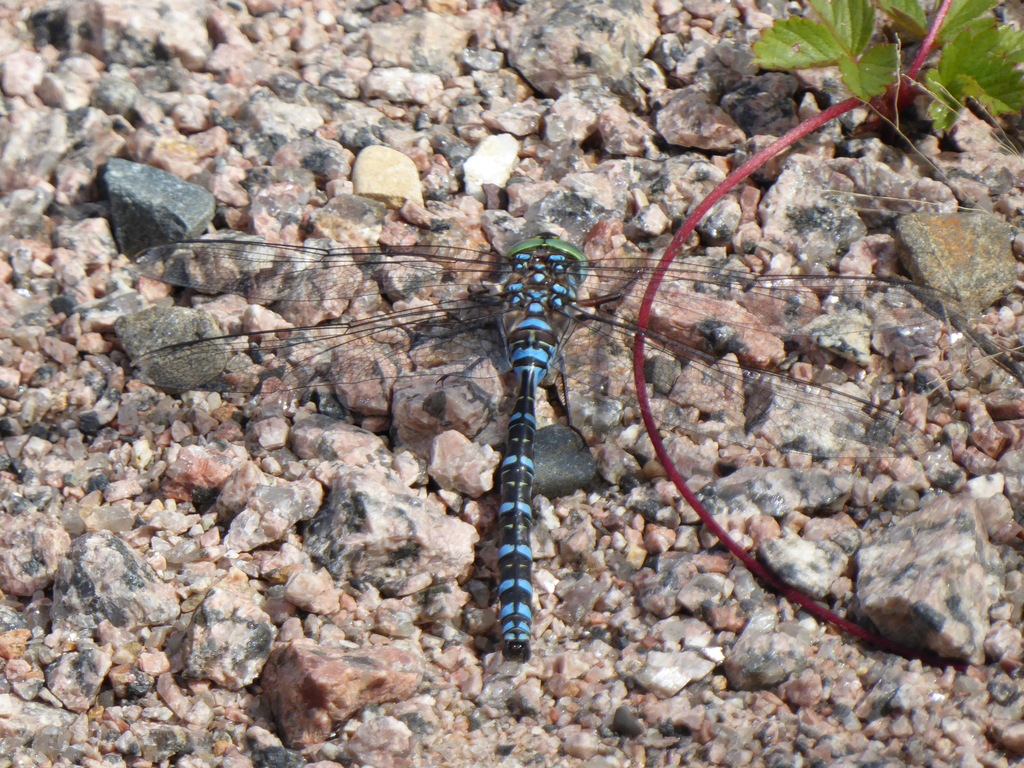 Lake Darner from Sherburne County, MN, USA on August 30, 2020 at 02:12 ...