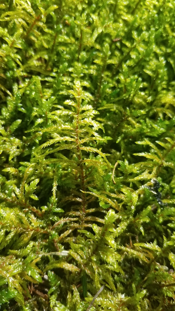 Red-stemmed Feather Moss from Greene County, US-NY, US on August 30 ...