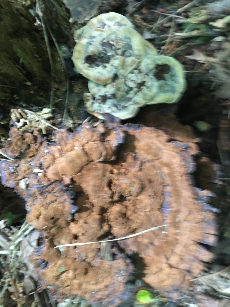 shelf fungi from Shades State Park, Crawfordsville, IN, US on August 22 ...