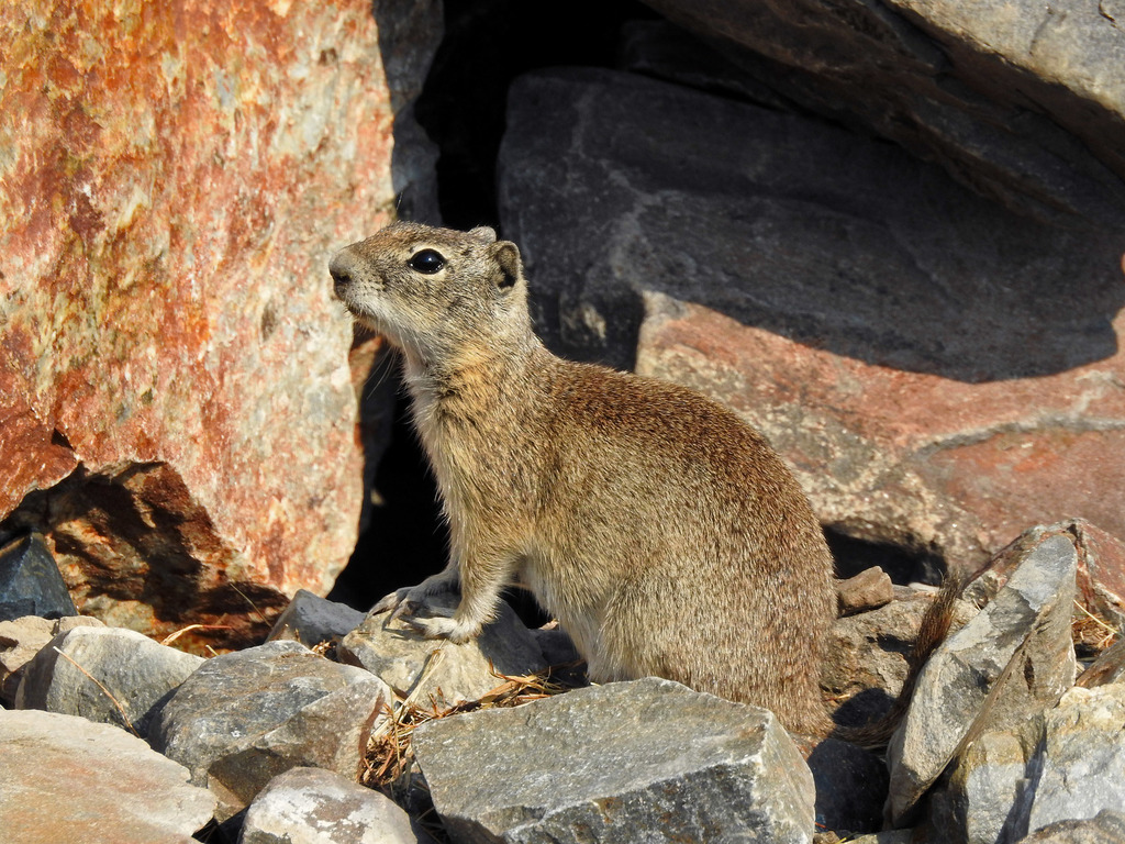 Long-tailed Ground Squirrels (Urocitellus) - Know Your Mammals