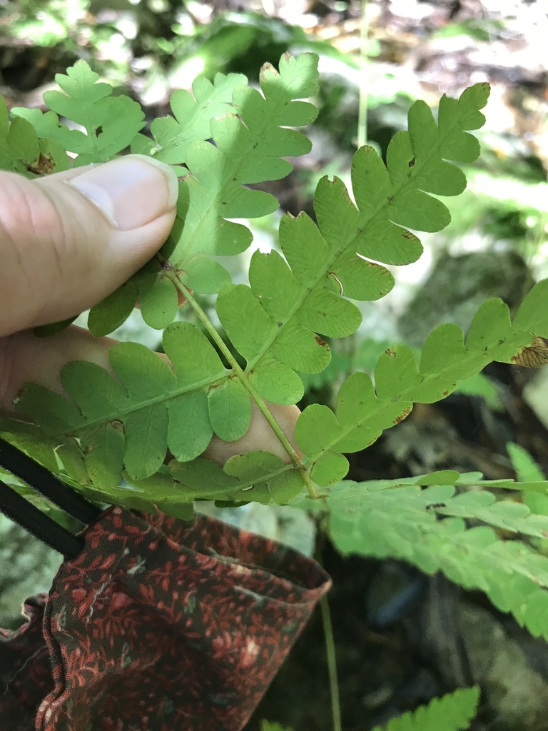 interrupted fern from Kempton, PA, US on August 30, 2020 at 02:55 PM by ...