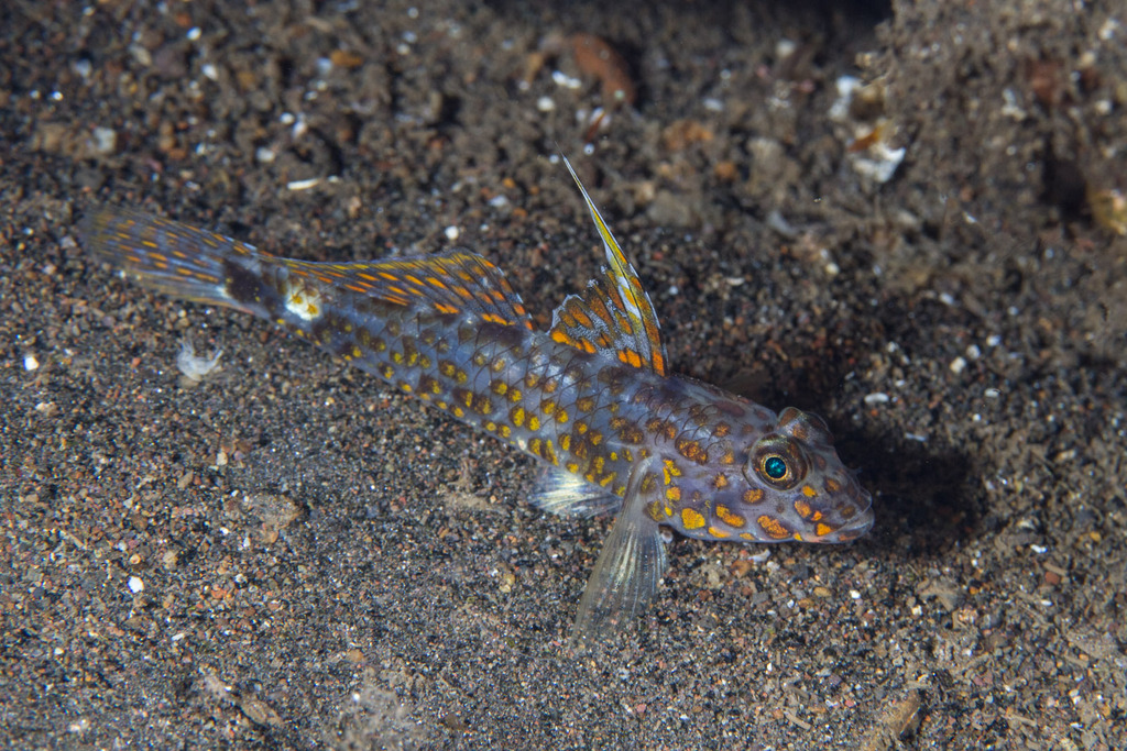 Blotched Goby (Fusigobius inframaculatus) - Marine Life Identification