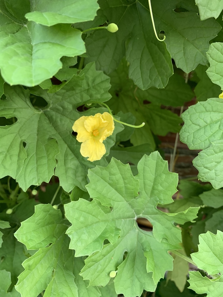 Bitter Melon from Kimberly Dr, Garland, TX, US on August 30, 2020 at 07 ...
