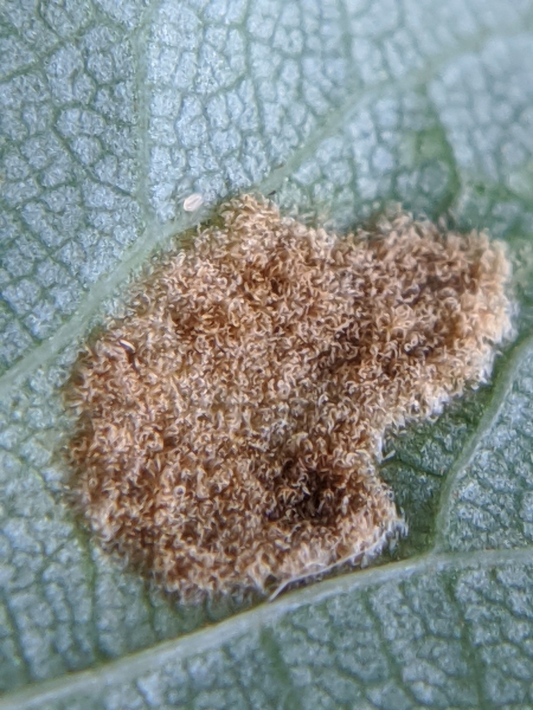 Lime Felt Gall Mite from Midtown, Detroit, MI, USA on August 30, 2020 ...