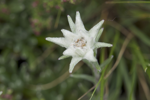 Himalayan Edelweiss (Leontopodium himalayanum) · iNaturalist