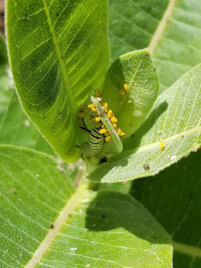 Monarch from The Heights, Cincinnati, OH, USA on August 30, 2020 at 04: ...