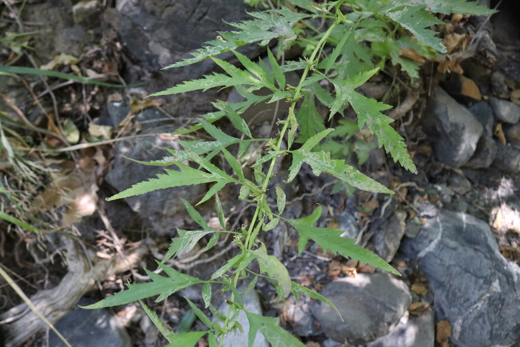 durango root from Orange County, CA, USA on August 2, 2020 at 12:39 PM ...