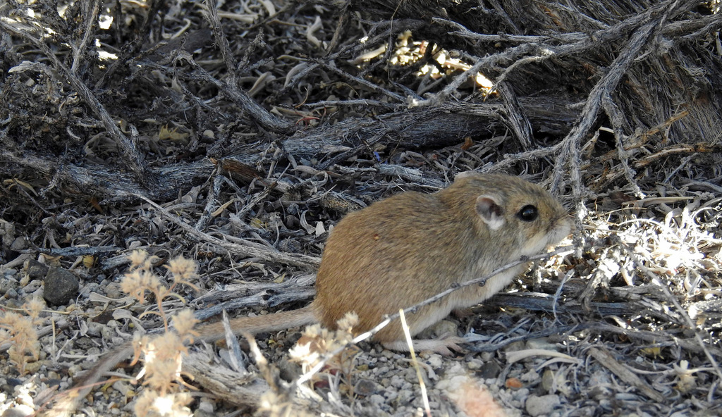Great Basin Pocket Mouse from Mono County, CA, USA on July 23, 2017 at ...
