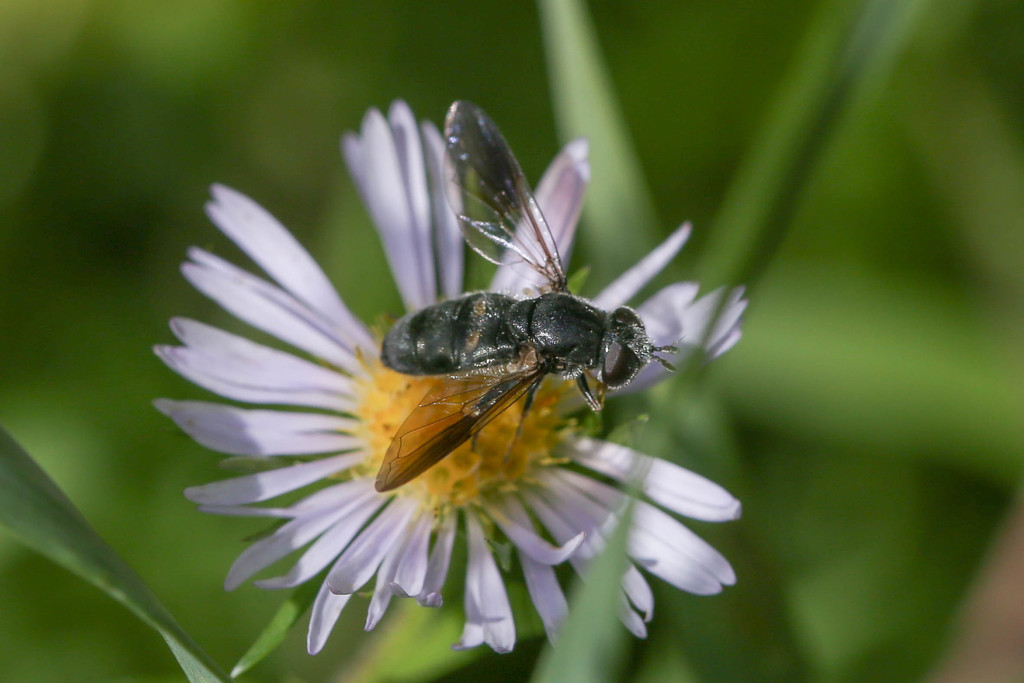 Pitheads from Regional Municipality of Durham, ON, Canada on August 30 ...