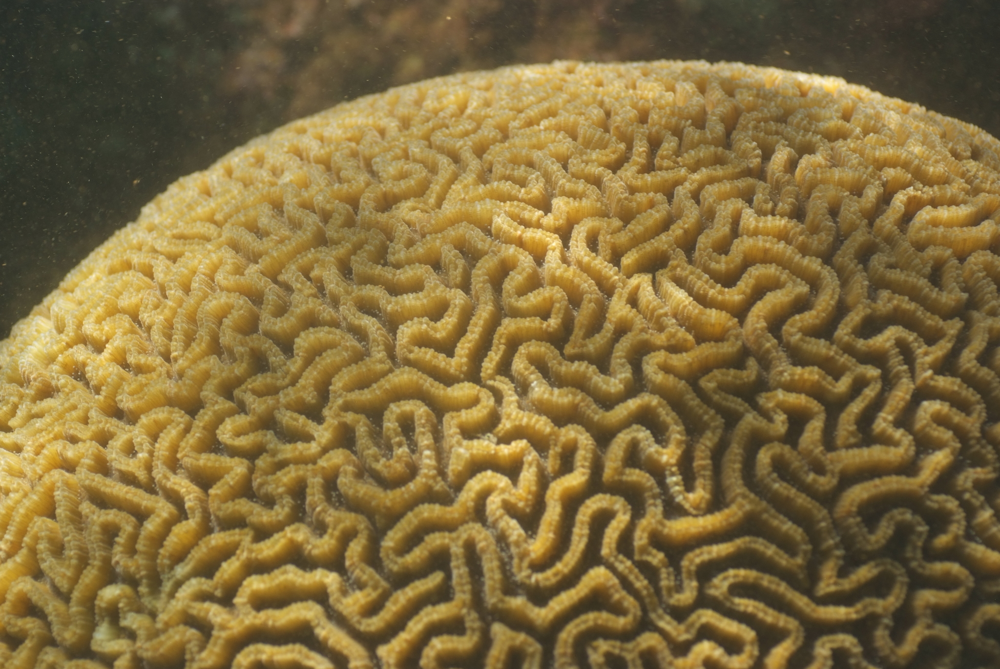 Platygyra daedalea (Ellis & Solander, 1786)