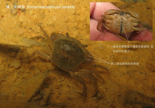 Somanniathelphusa zanklon · iNaturalist