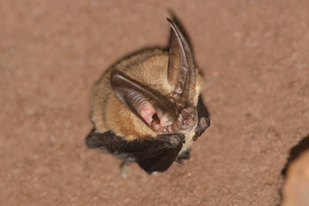 Townsend's Big-eared Bat (Salt Lake City Rural and Urban Mammals ...