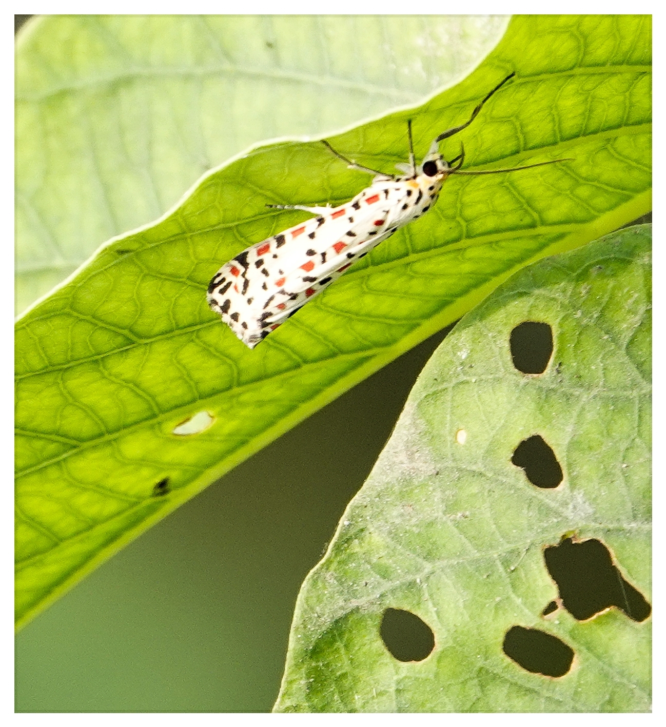 Utetheisa pulchelloides vaga Jordan, 1939